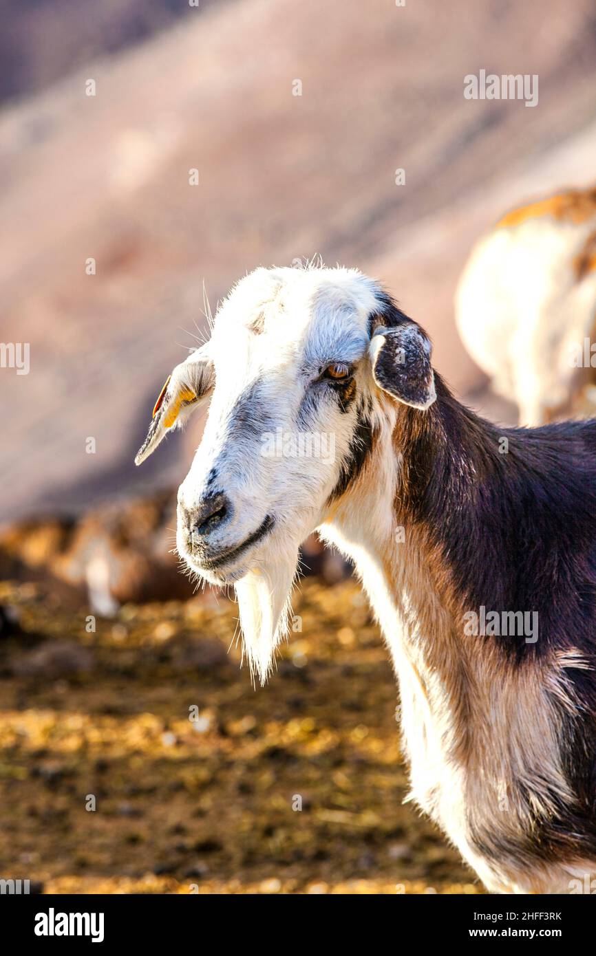 Lanzarote goat’s cheese hi-res stock photography and images - Alamy