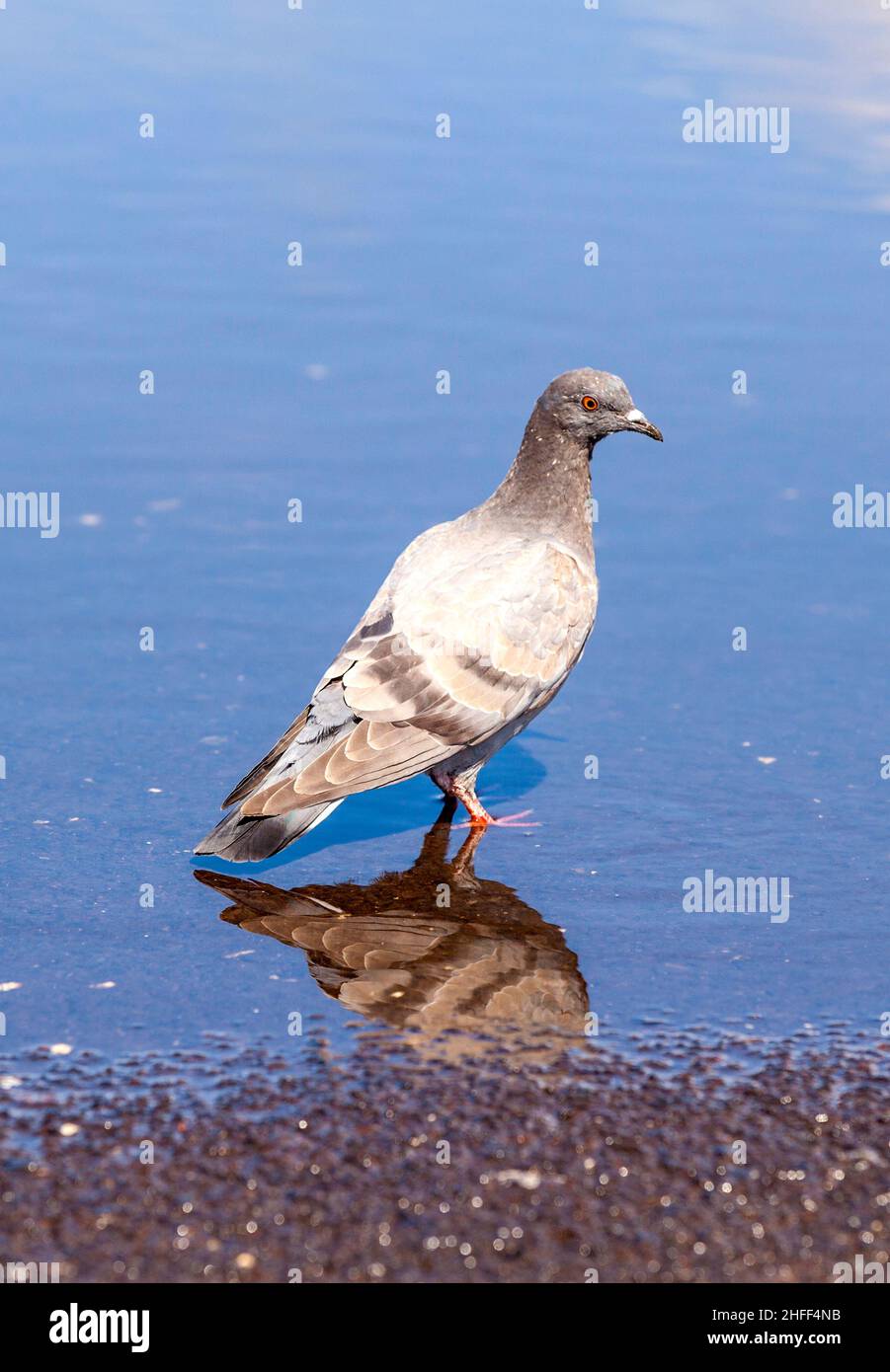 An urban pigeon reflecting in the water Stock Photo - Alamy