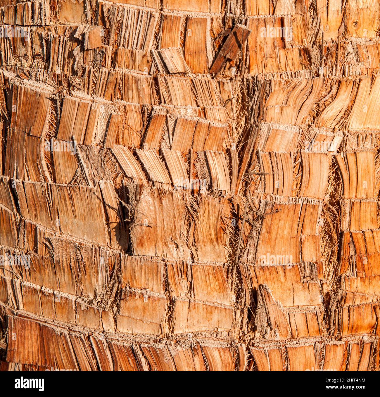 Rough brown palm tree wood bark natural texture background Stock Photo ...