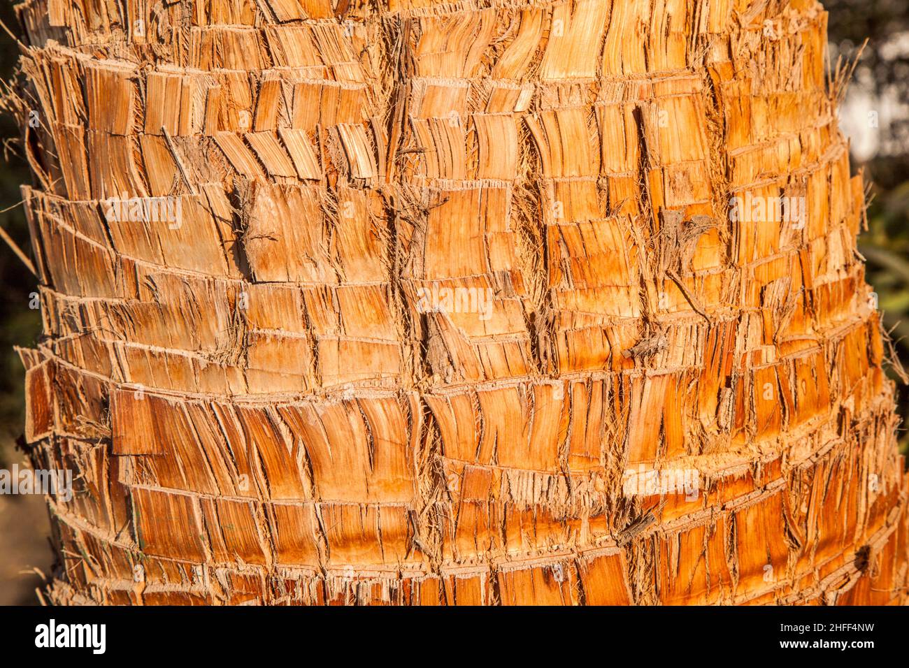 Rough brown palm tree wood bark natural texture background Stock Photo ...