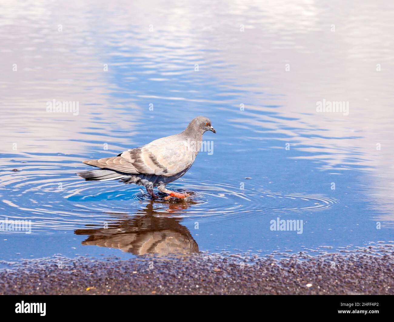 An urban pigeon reflecting in the water Stock Photo - Alamy