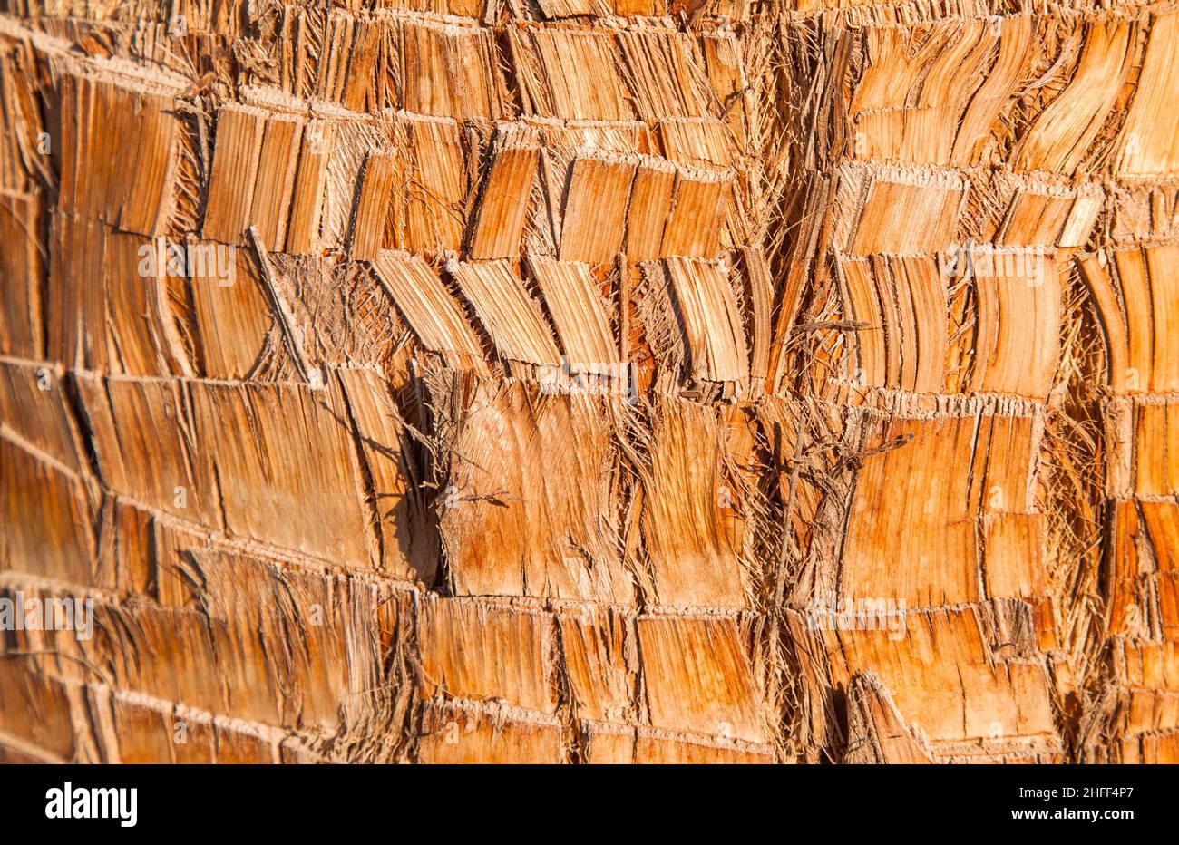 Rough brown palm tree wood bark natural texture background Stock Photo ...