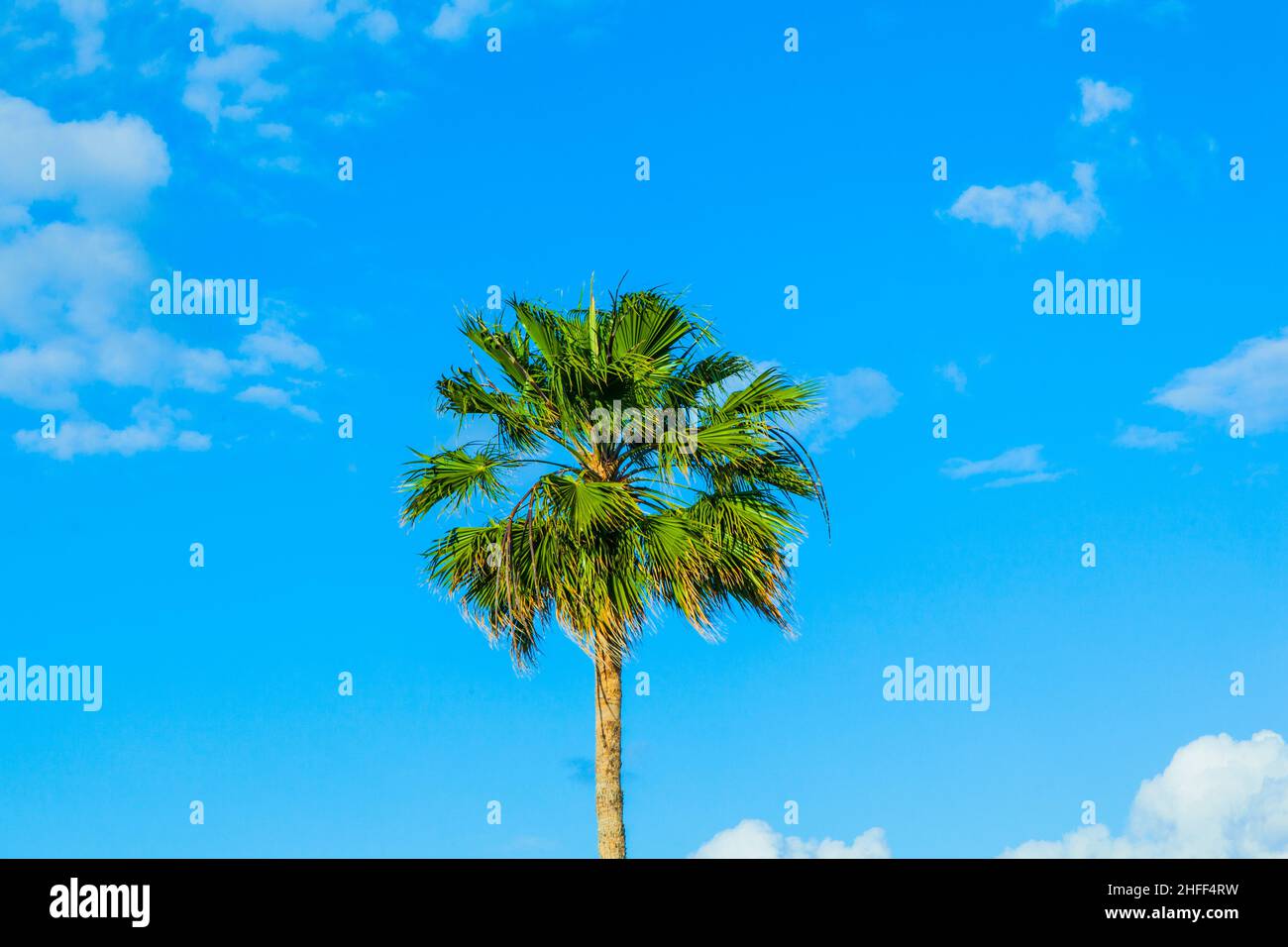 crown of palm tree Stock Photo - Alamy