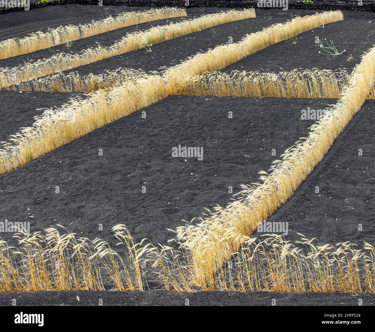field on volcanic soil with golden row of corn in Lanzarote Stock Photo ...