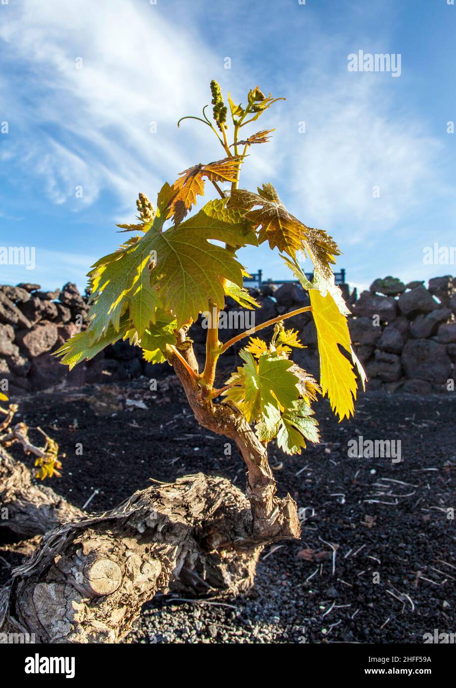 A vineyard in Lanzarote island, growing on volcanic soil Stock Photo ...
