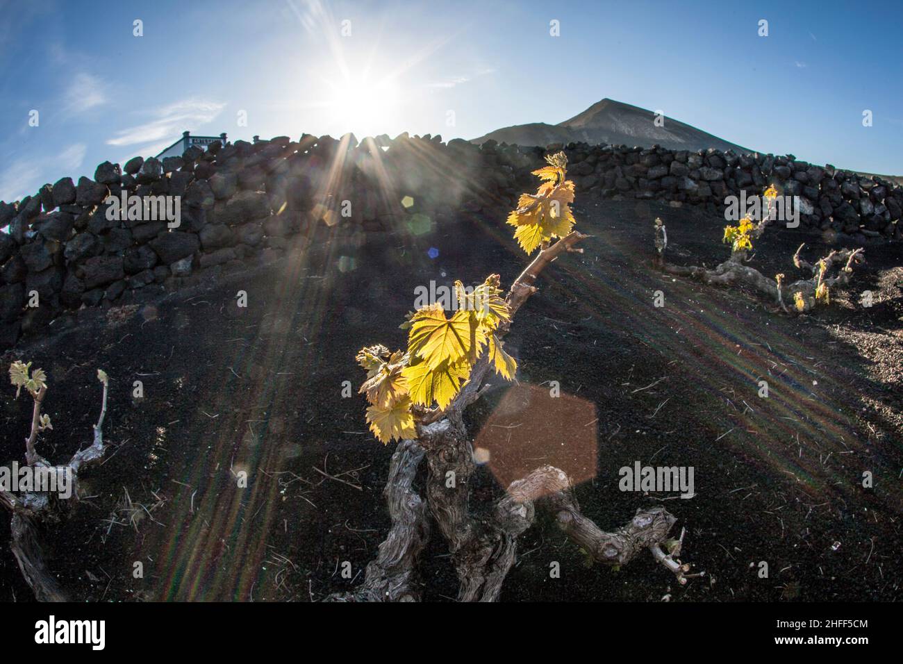 A vineyard in Lanzarote island, growing on volcanic soil Stock Photo ...