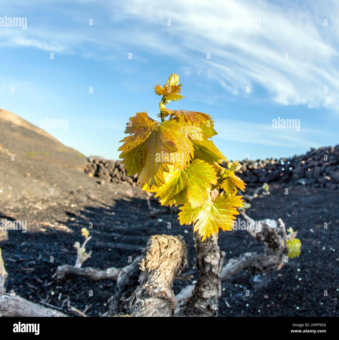 A vineyard in Lanzarote island, growing on volcanic soil Stock Photo ...