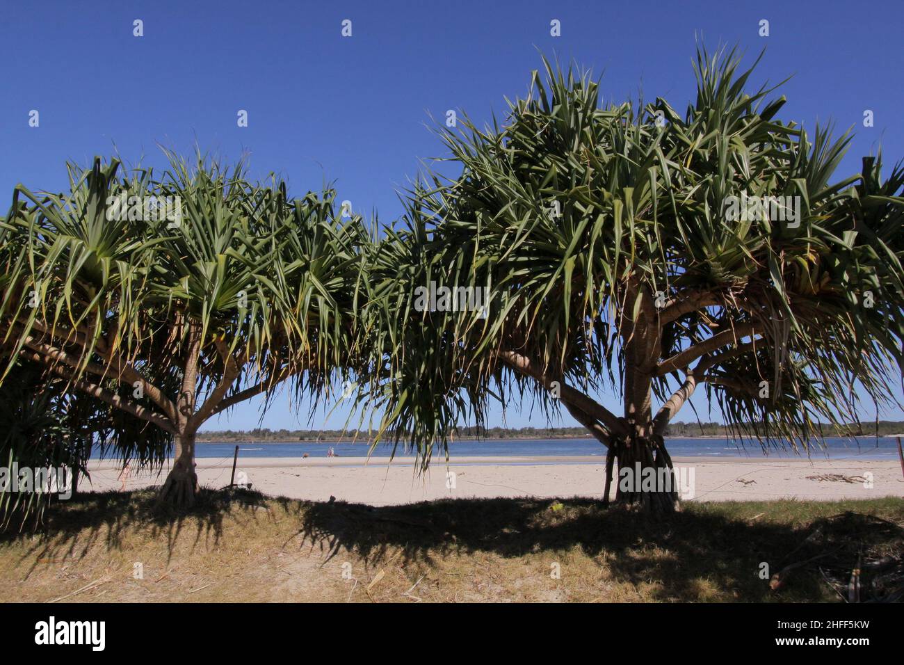 Trees on the beach in Ballina in New South Wales in Australia Stock ...