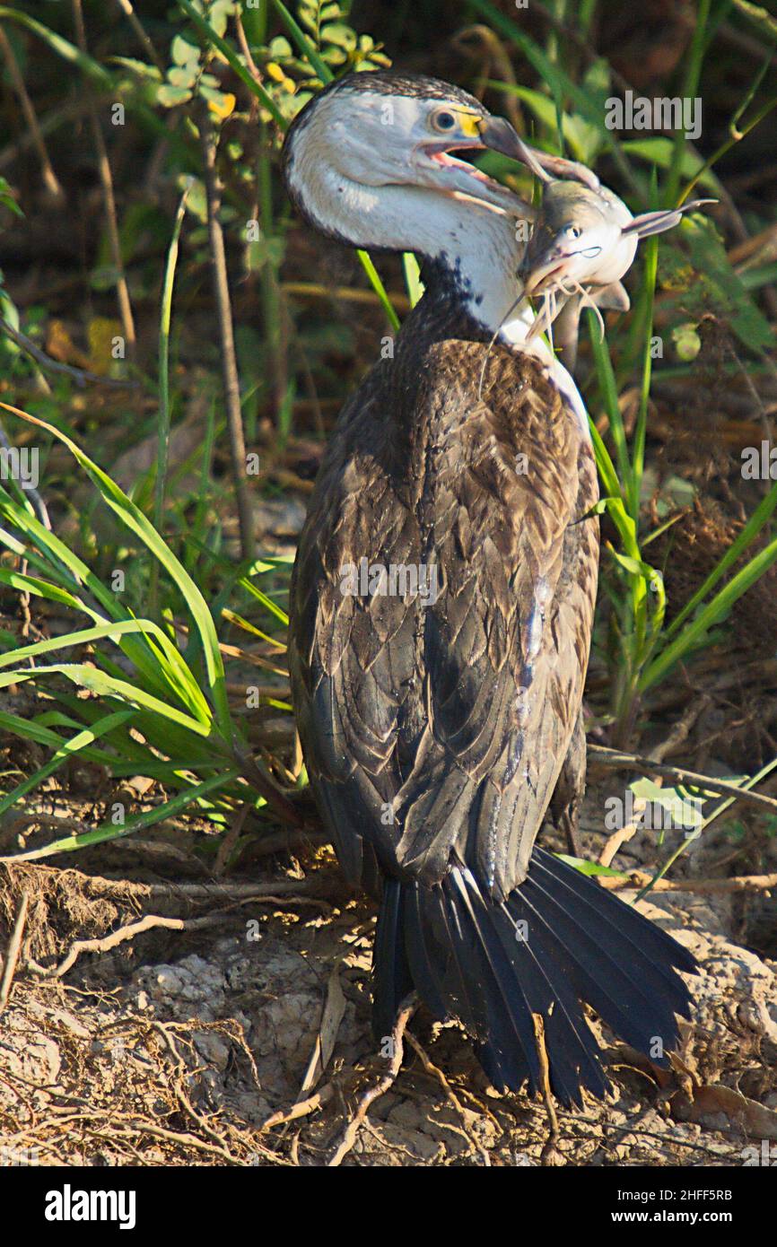 Australian pied cormorant with a fish in beak at Yellow River in Kakadu ...