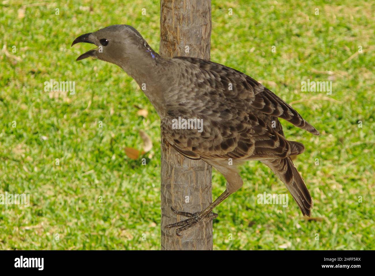 Great Bowerbird in Nitmiluk National Park in Northern Territory in ...
