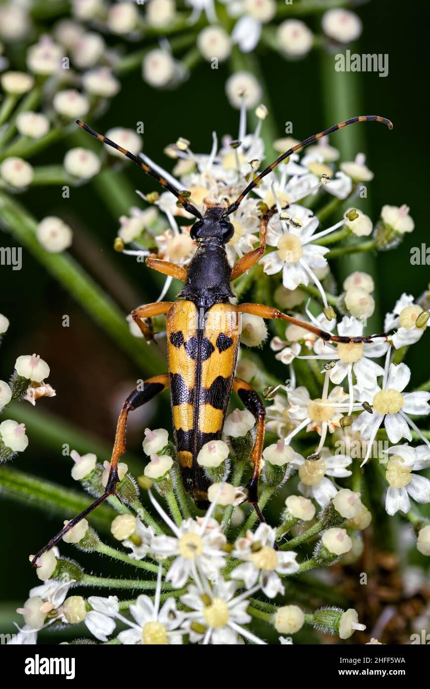 Spotted Longhorn Beetle Stock Photo - Alamy
