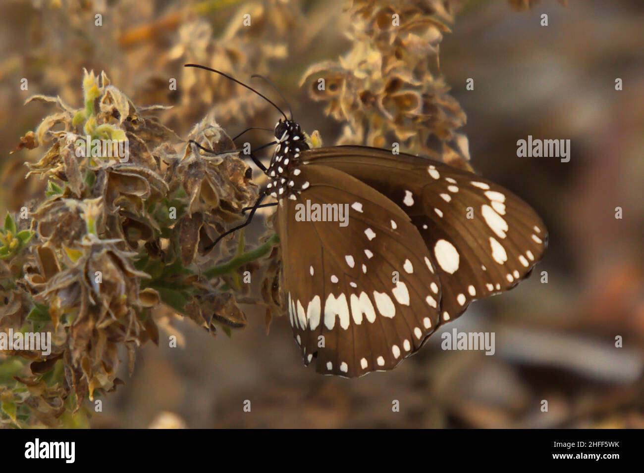 Common Crow butterfly in Northern Territory in Australia Stock Photo ...