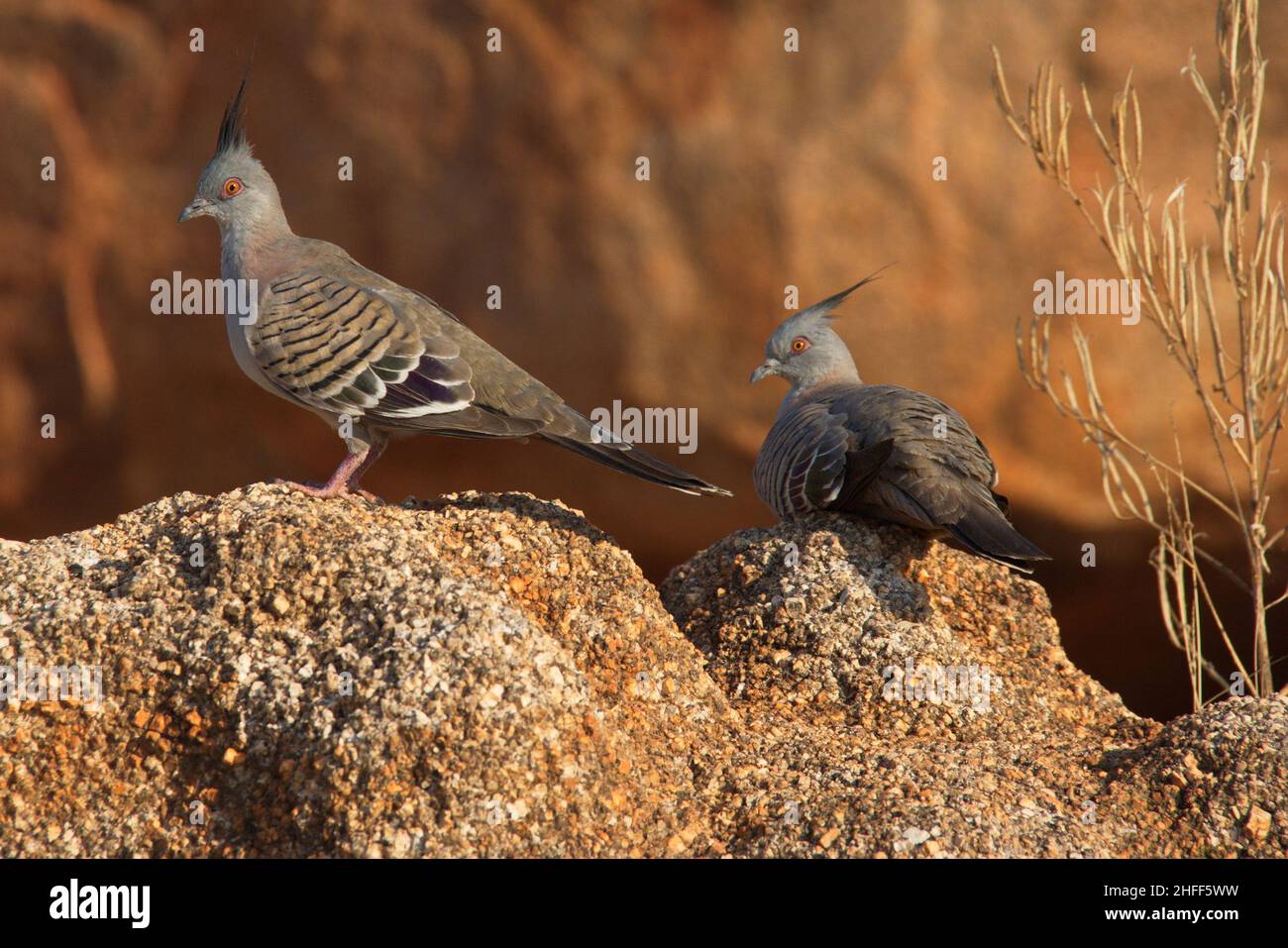 Bar-shouldered doves in Kakadu National Park in Northern Territory in ...