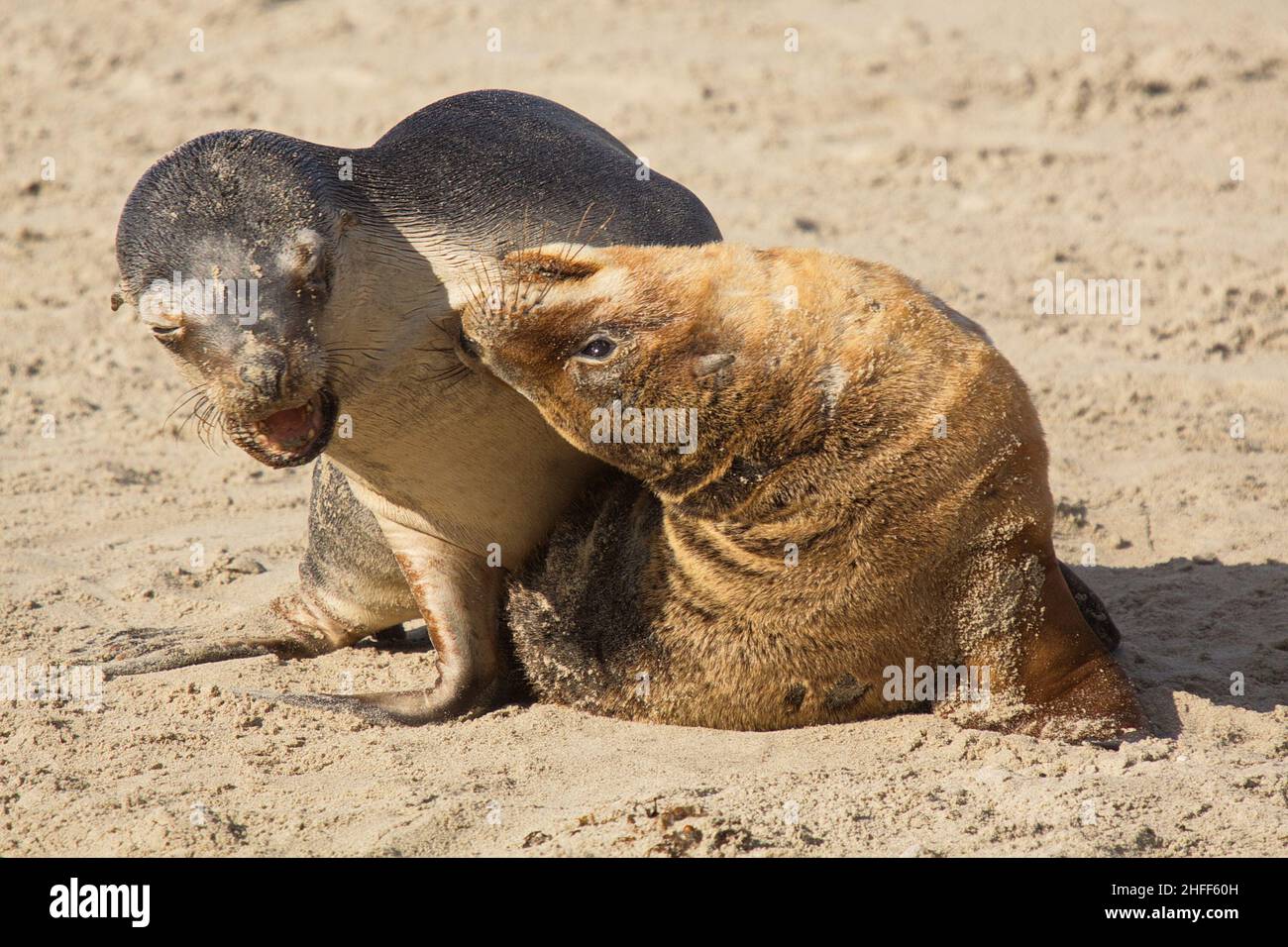 Seal in Seal Bay on Kangaroo Island in South Australia Stock Photo - Alamy