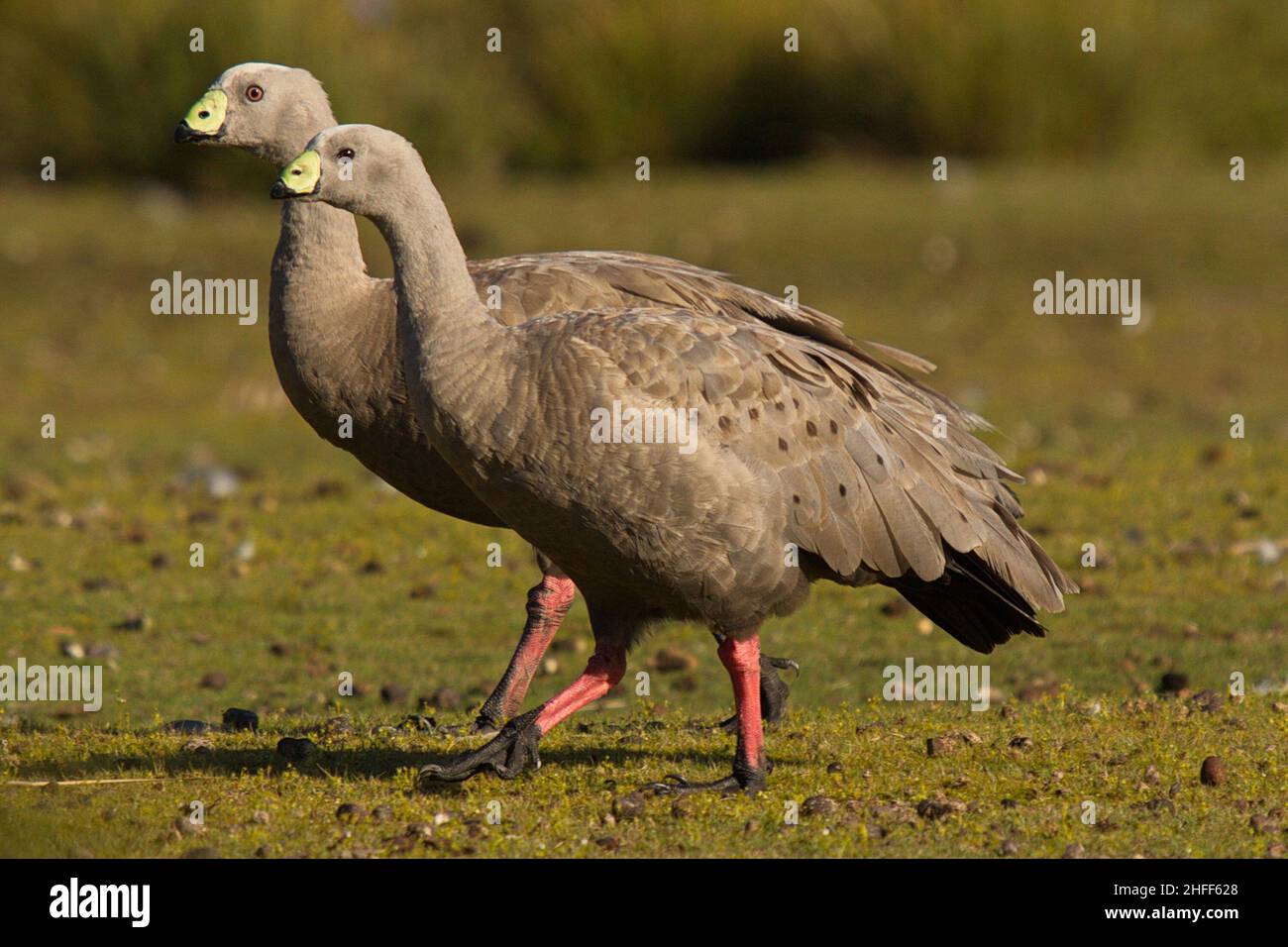 Cape Barren Goose in Queensland in Australia Stock Photo - Alamy