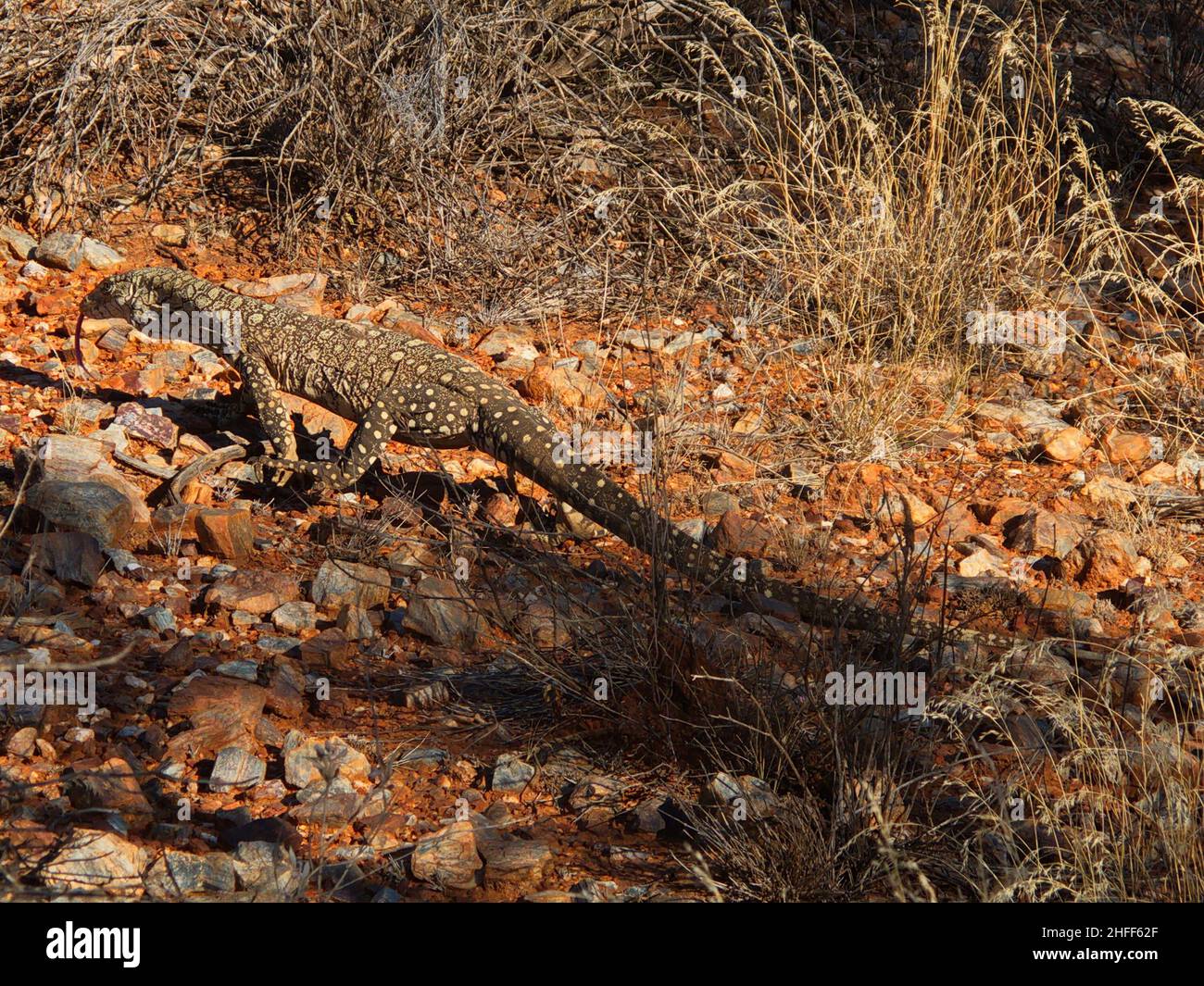 Perentie,Australia's largest lizard Stock Photo - Alamy