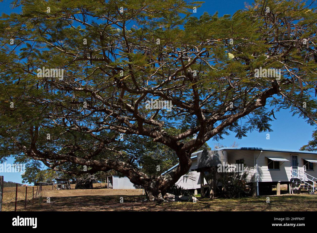 Large flame tree on a farm in Queensland,Australia Stock Photo - Alamy