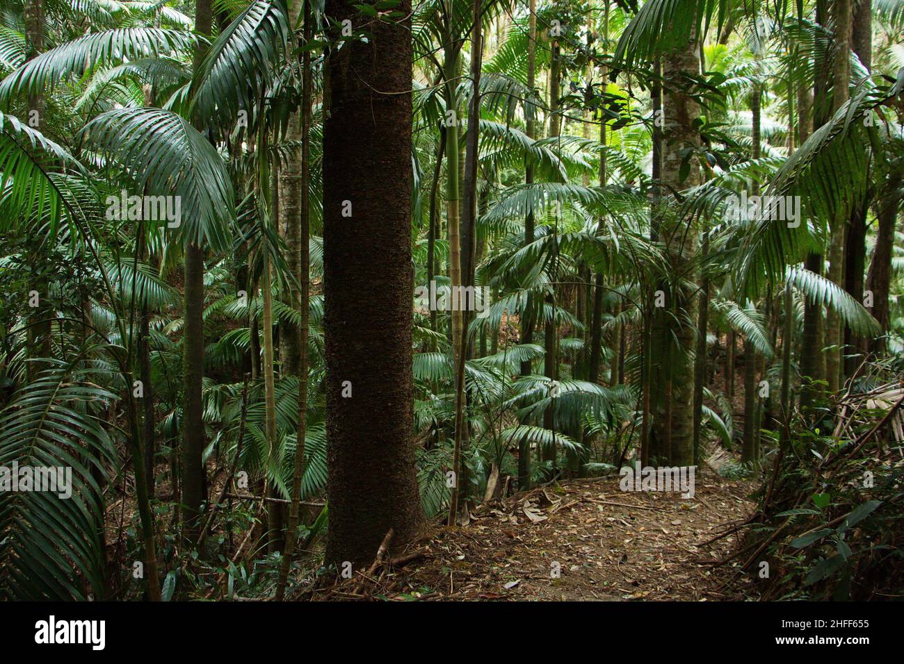 Hiking trail in Eungella National Park in Queensland,Australia Stock ...