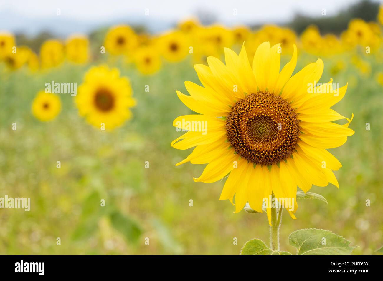 Beautiful yellow color sunflower in the agriculture farm background ...