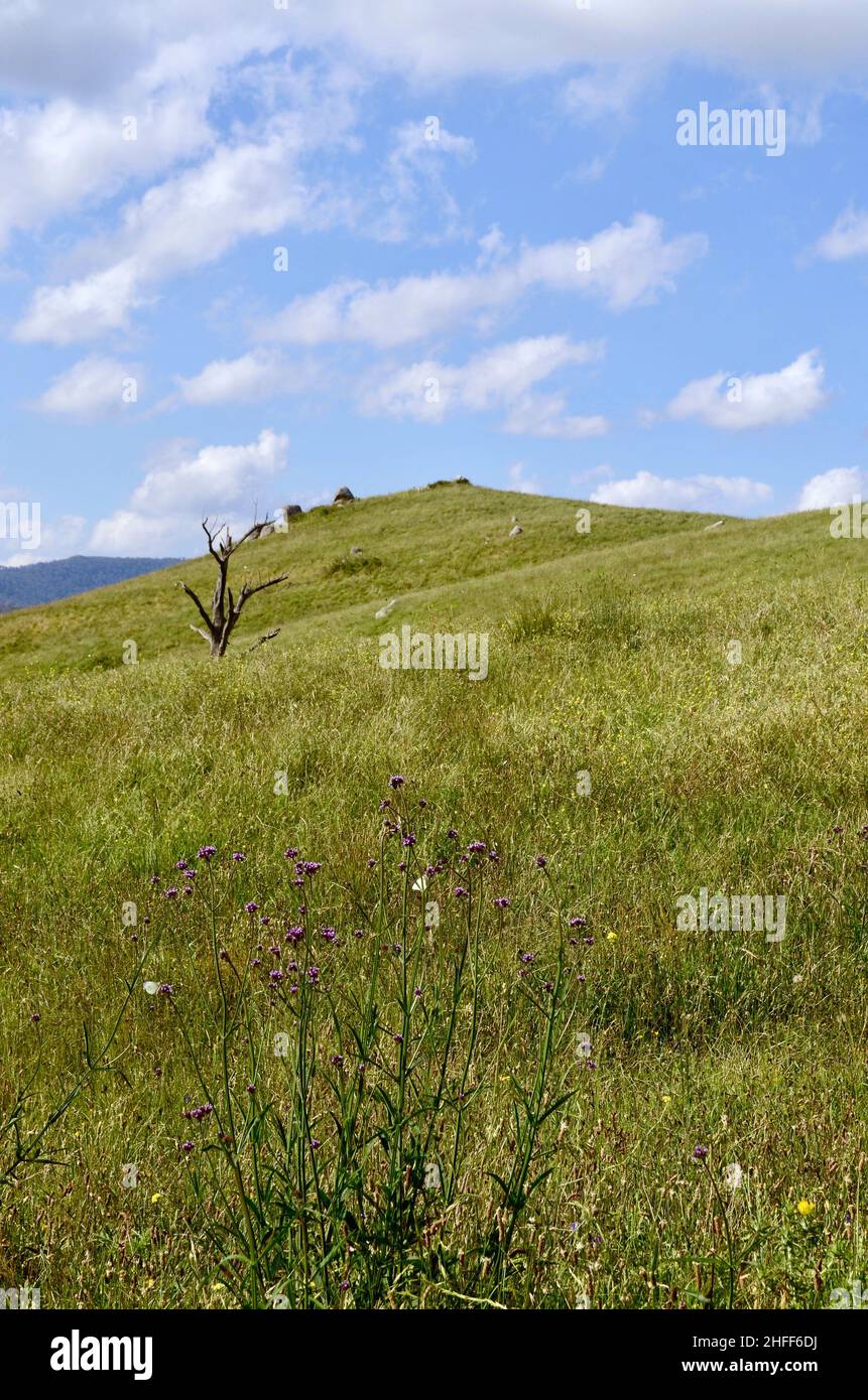 A grassy hillside in rural australia Stock Photo - Alamy