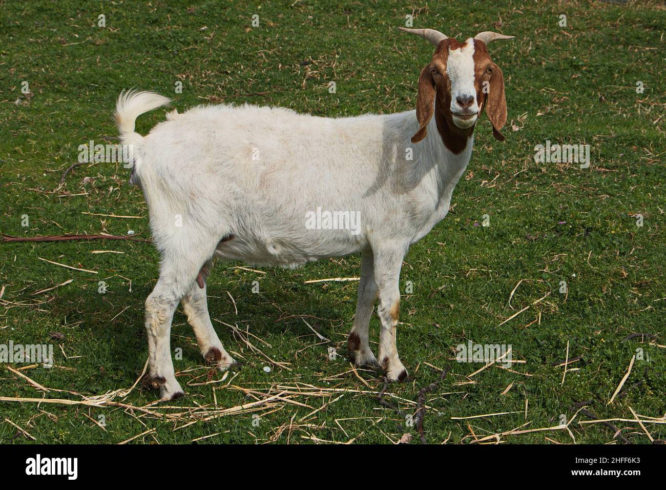 Goat farming australia High Resolution Stock Photography and Images - Alamy