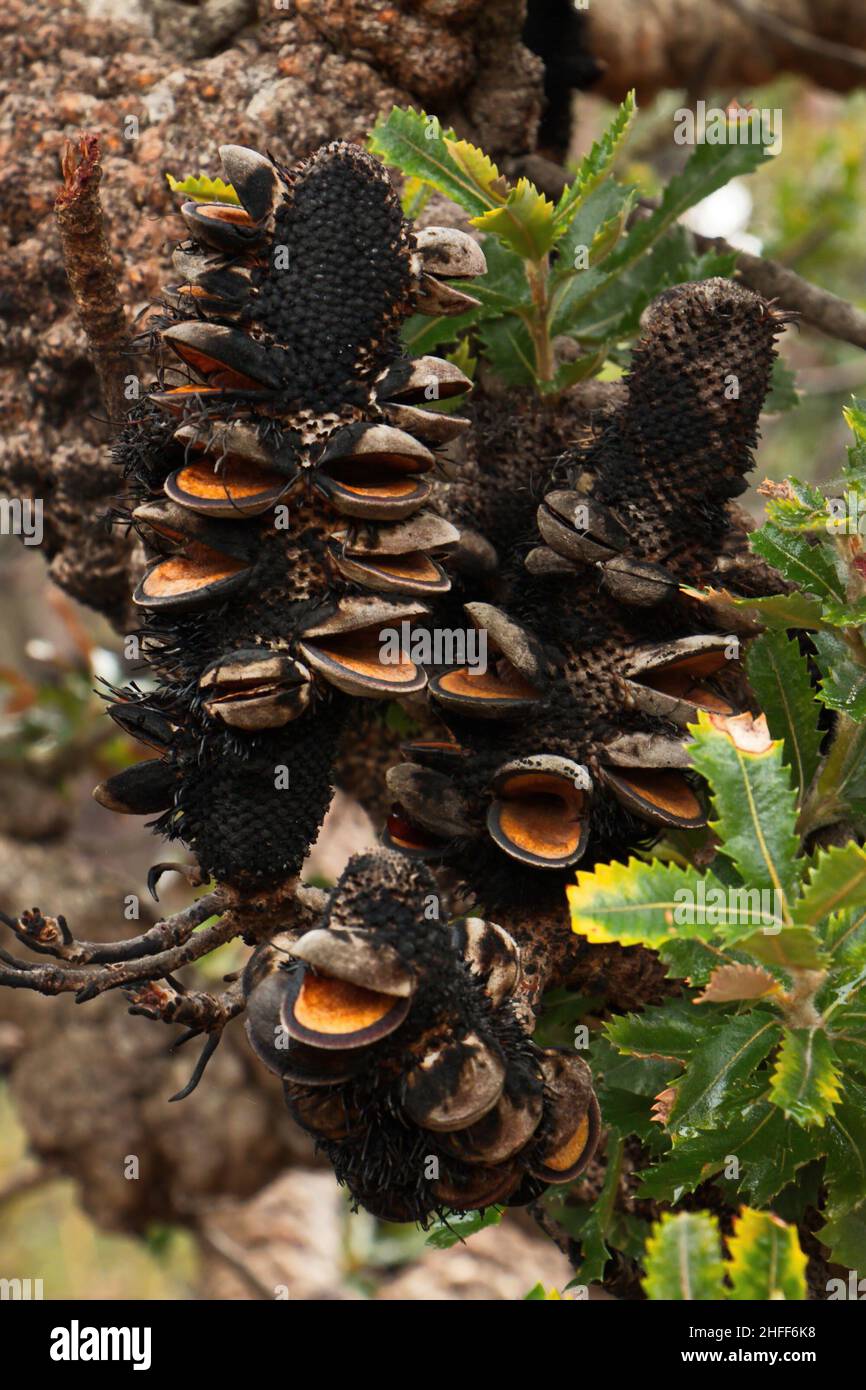 Banksia Tree in Australia Stock Photo - Alamy