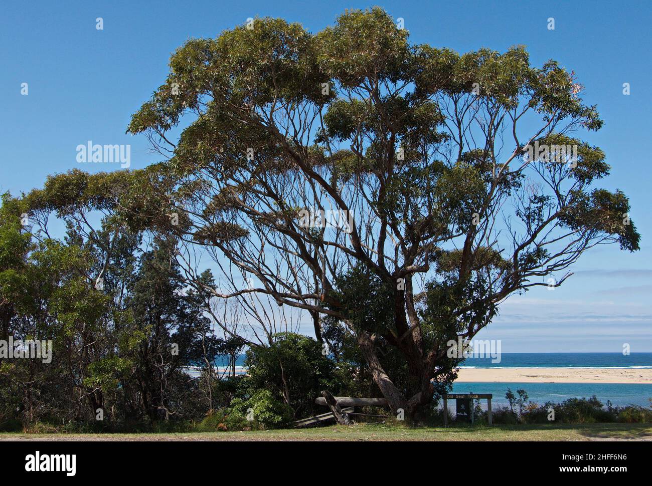 Giant tree on the beach in Orbost in Australia Stock Photo - Alamy