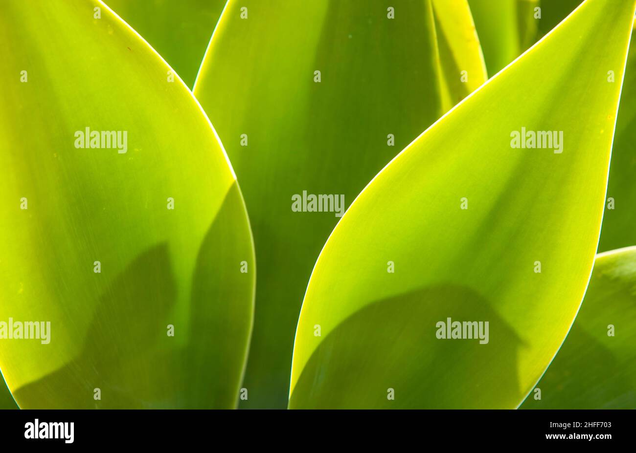 Agave plant in natural sunlight Stock Photo - Alamy