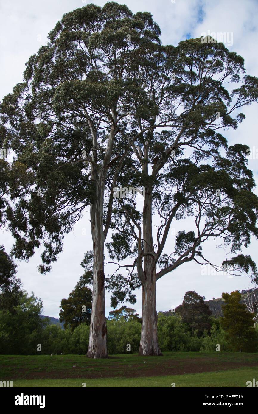 Eucalyptus trees in Tasmania,Australia Stock Photo - Alamy