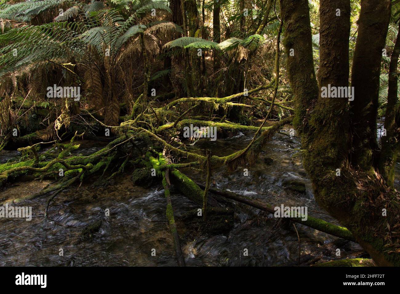 Forest at Junee Cave at Maydena in Tasmania,Australia Stock Photo - Alamy