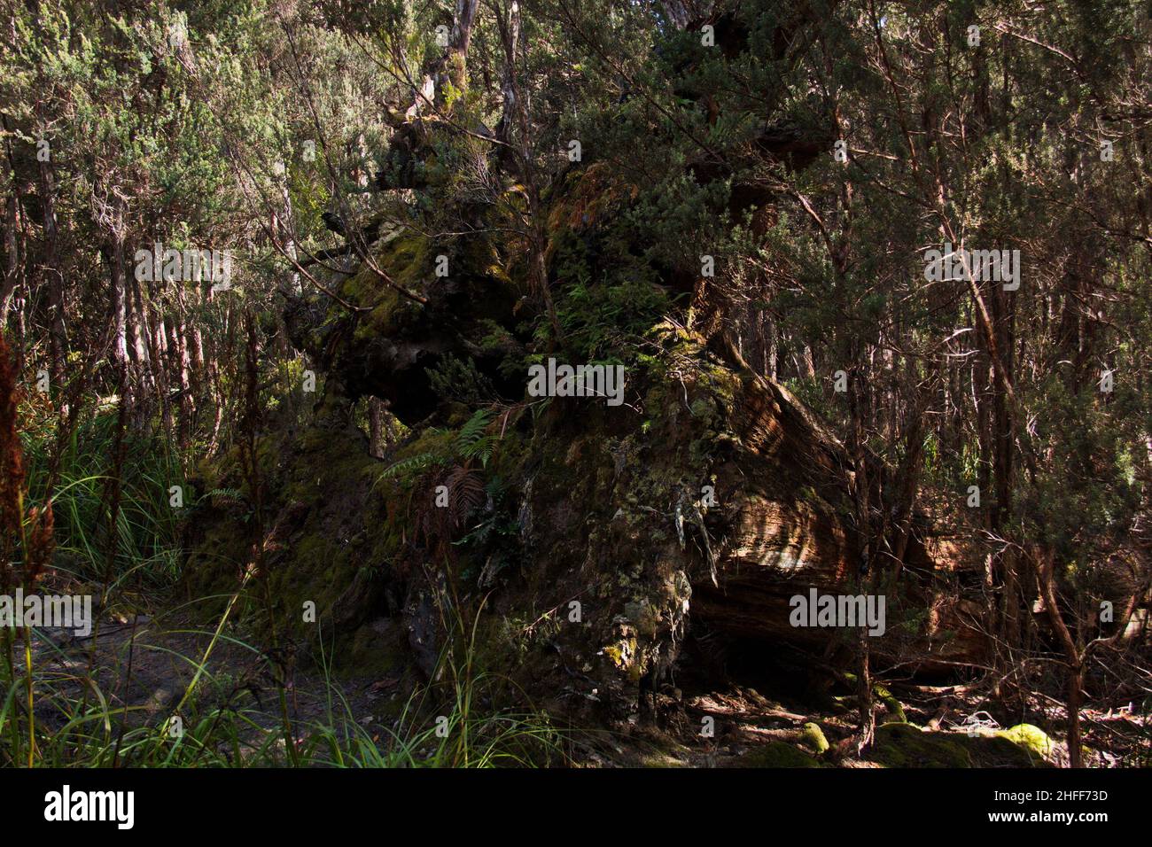 Shadow Lake Trail in Tasmania,AustraliaShadow Lake Trail in Tasmania ...