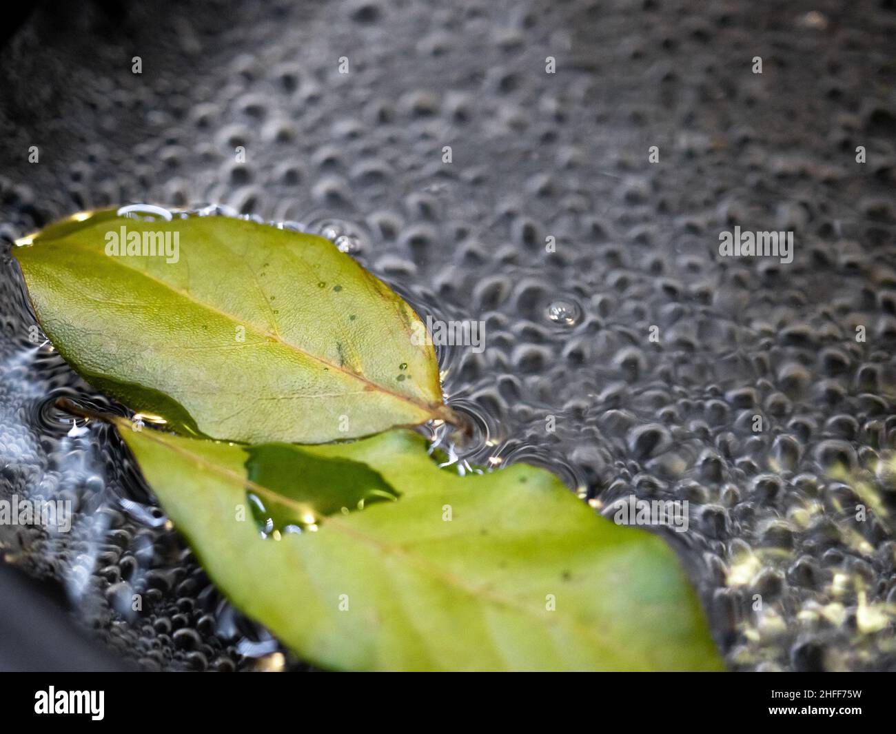 Selective focus on green bay leaves in boiling water. A fragrant bay ...