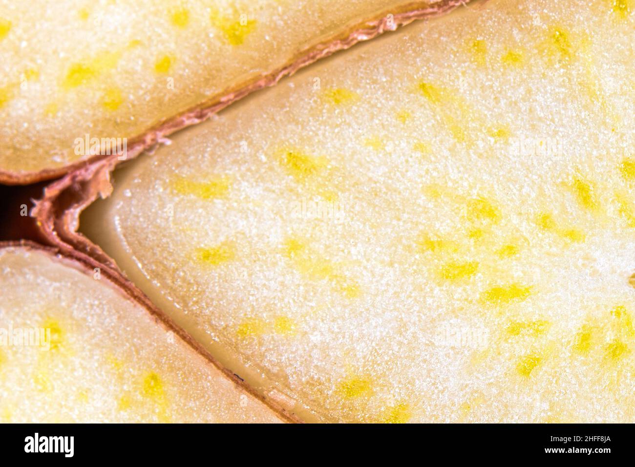 Garlic cross section hi-res stock photography and images - Alamy