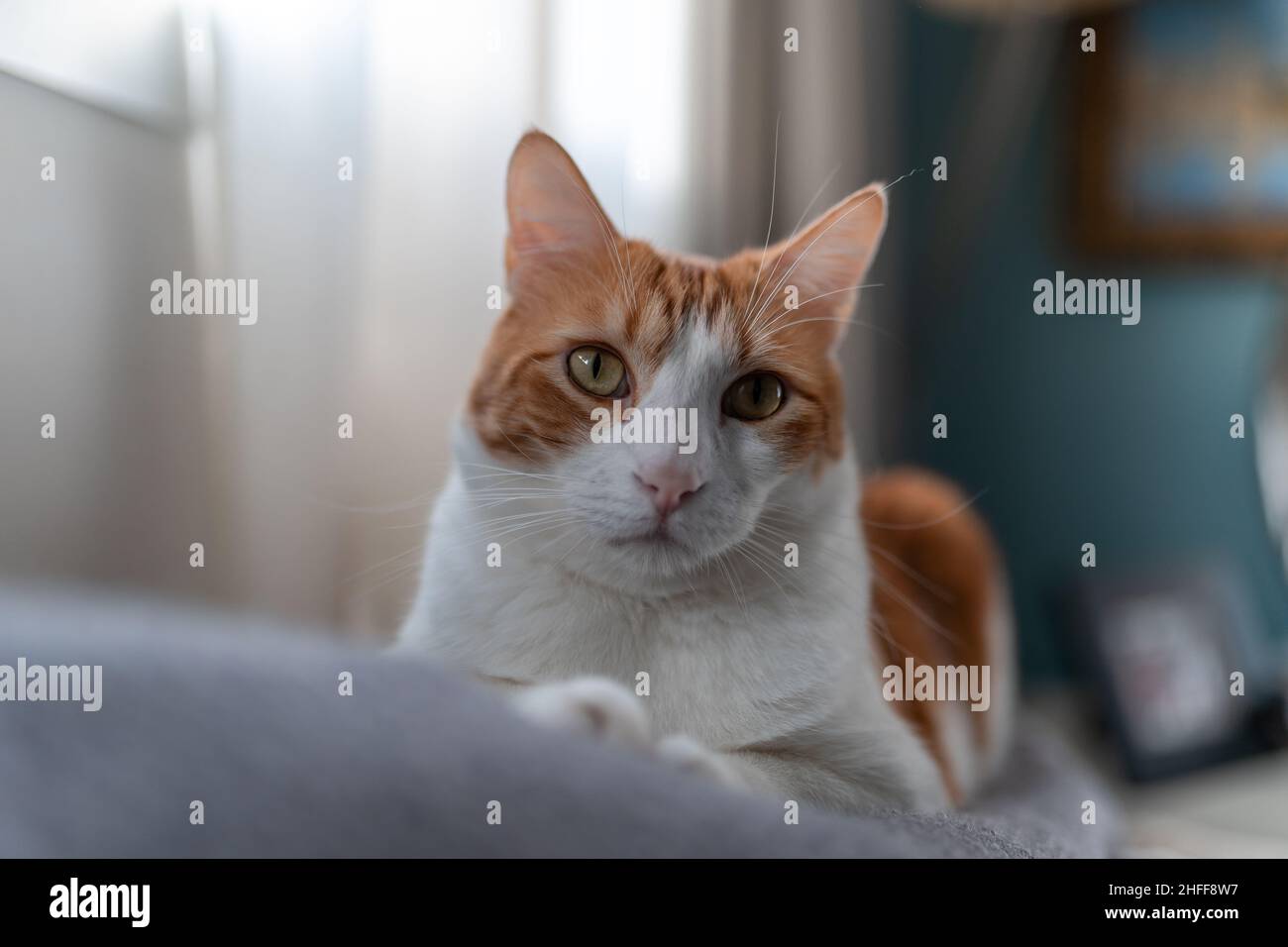 close up. brown and white cat with yellow eyes looks at the camera ...