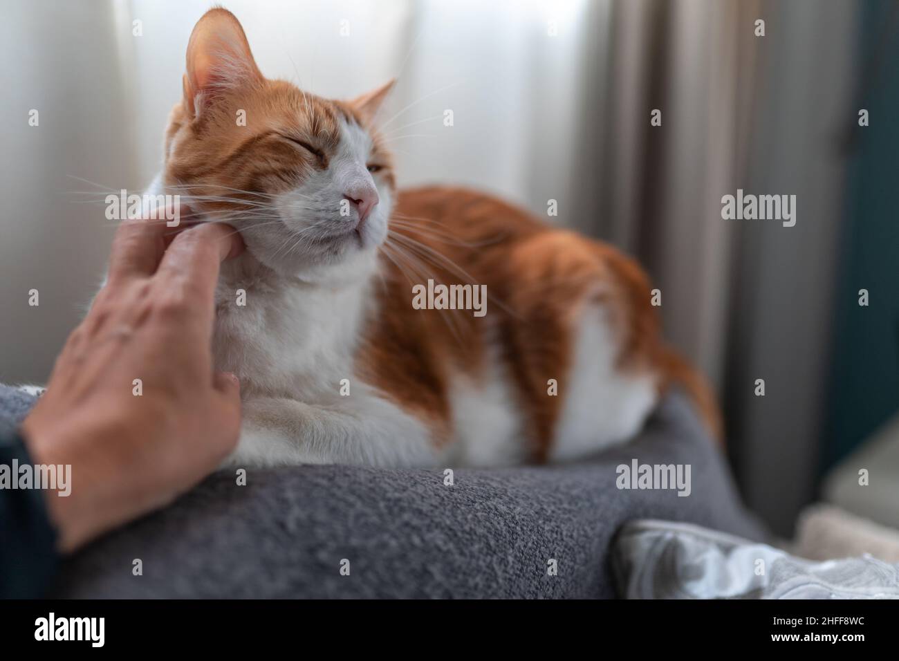a human hand strokes the neck of a brown and white cat. close up Stock ...