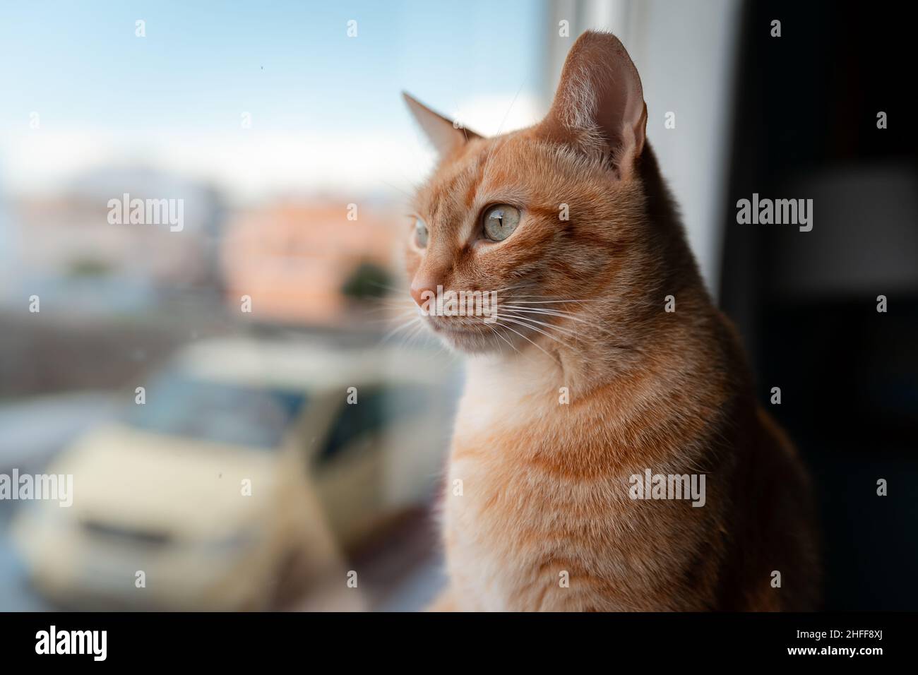 brown tabby cat with green eyes looking outside from the window. close ...