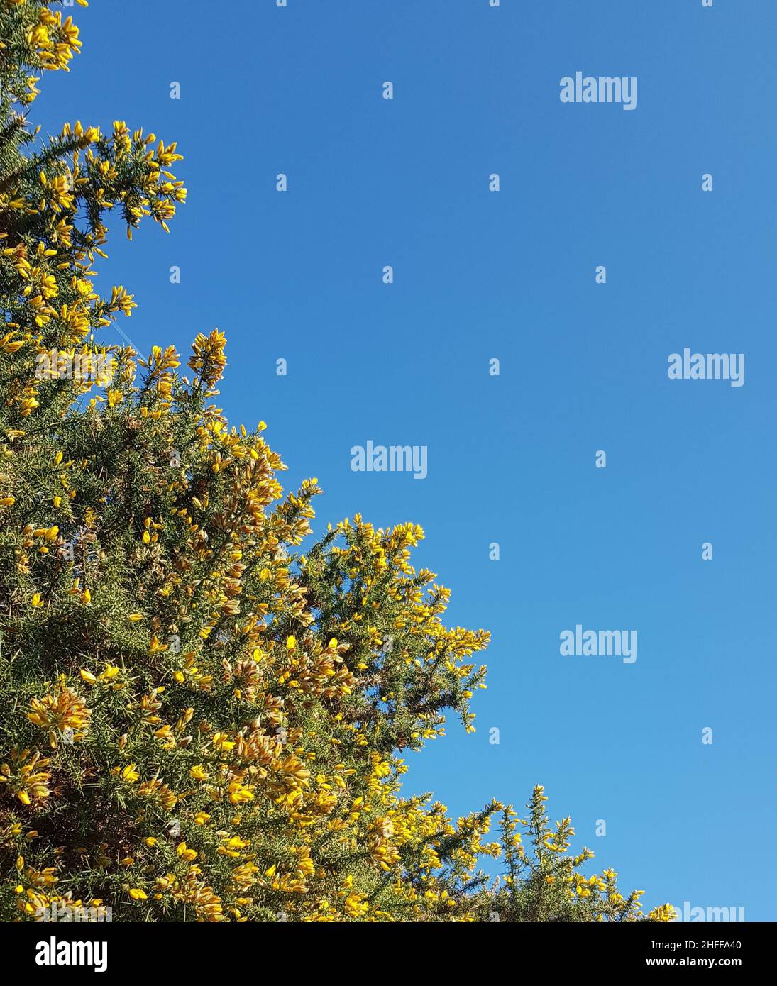 A gorse bush in full bloom Stock Photo - Alamy