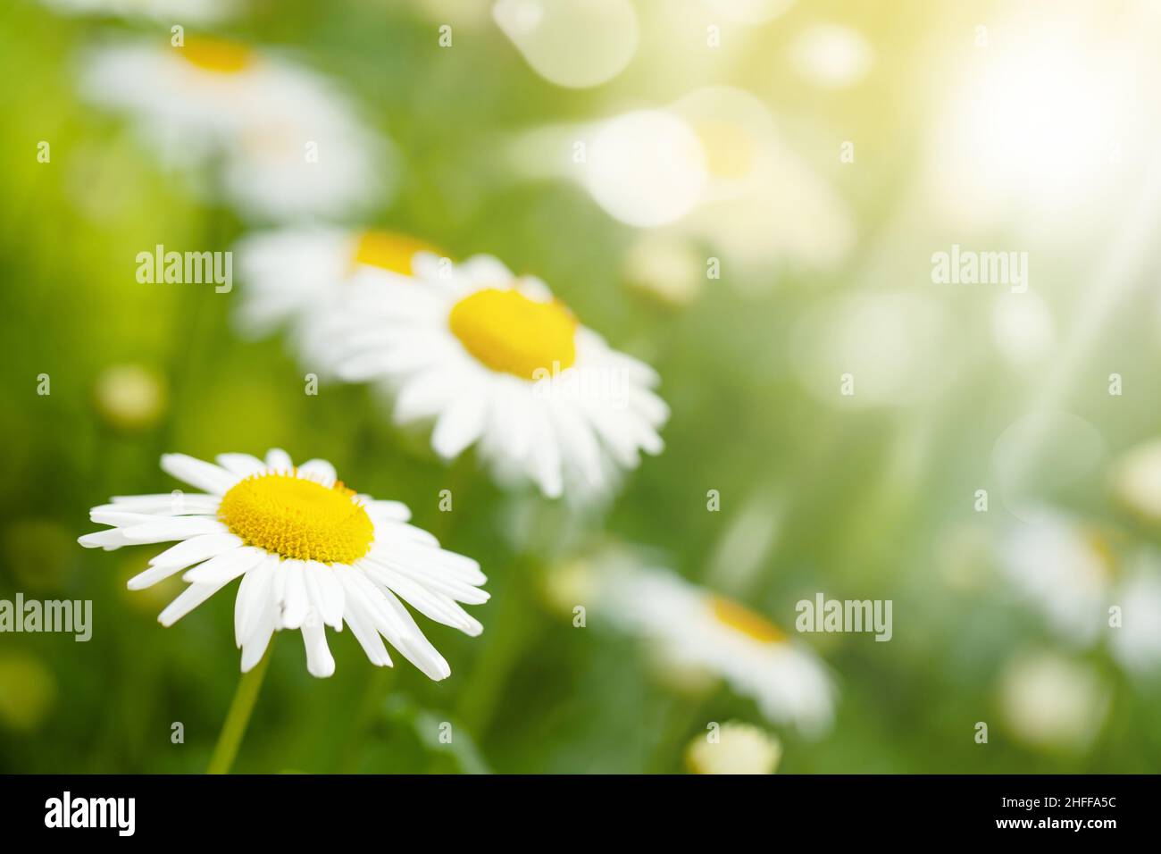 Spring chamomile flowers field. Sunny summer field with daisy blossom ...