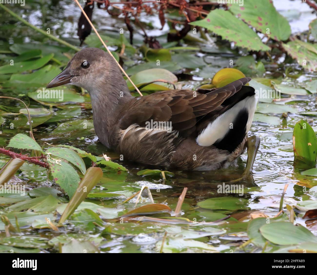 Juvenile moorhen hi-res stock photography and images - Alamy