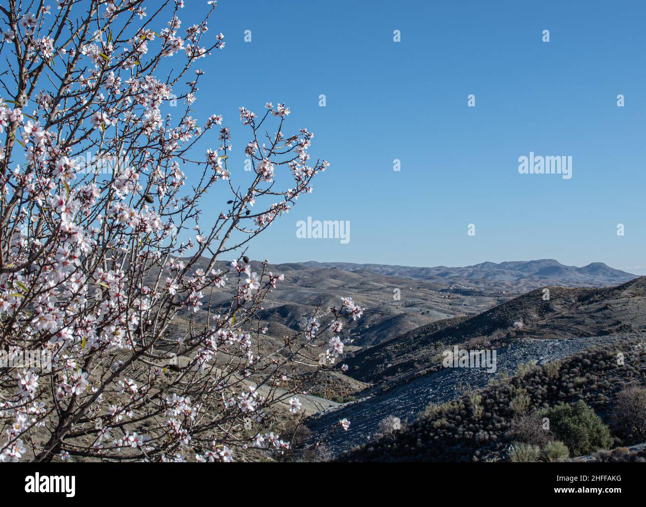 Almond Trees Blooming. Almond Tree Blossom in Early Spring or Late ...