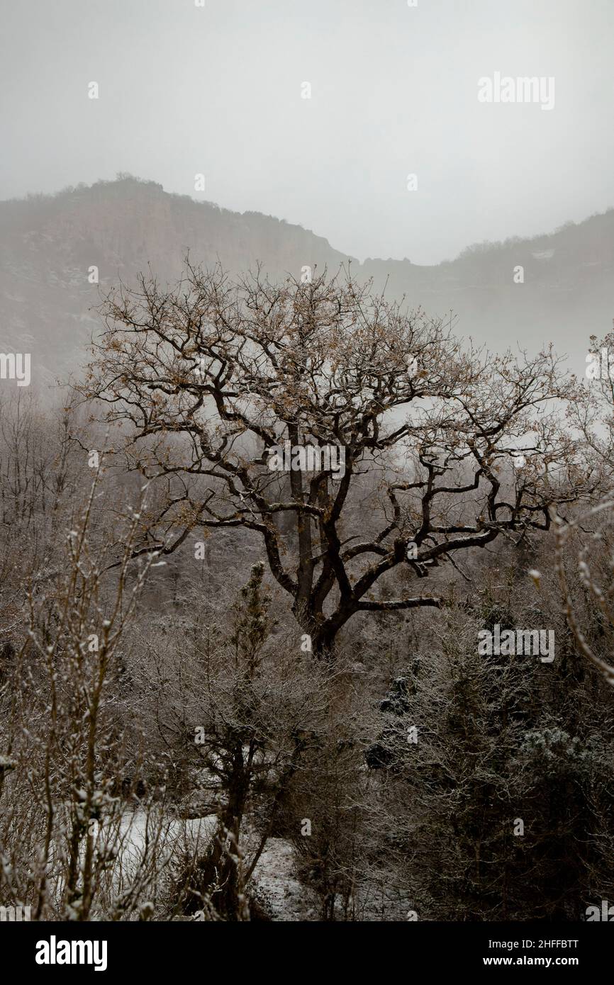 beautiful big tree in a winter landscape in a forest in Serra de ...