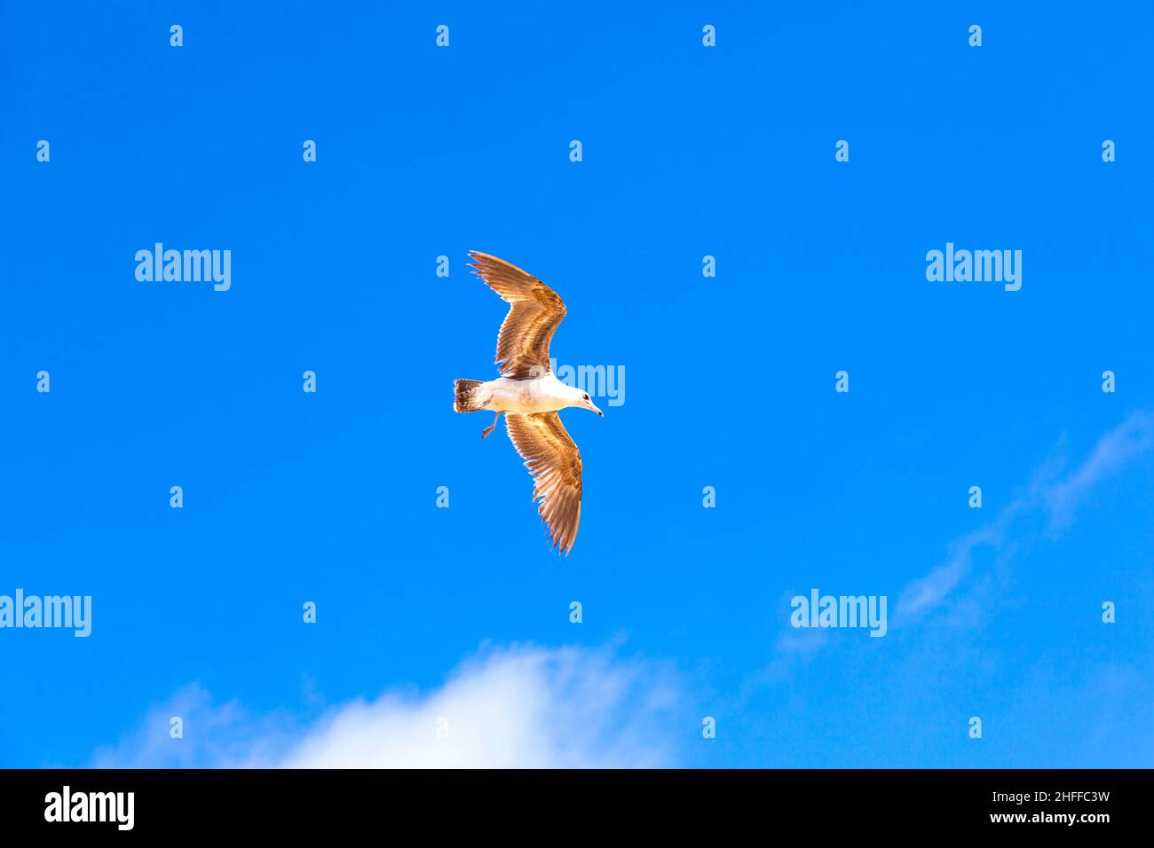 california gull flying in the blue sky Stock Photo - Alamy