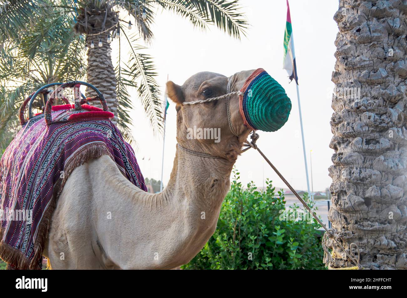 Camel in a protective Mask stands near the palm trees Stock Photo - Alamy