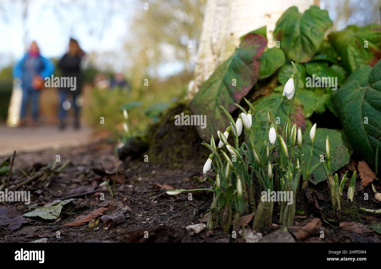 Snowdrops in the gardens of Dunham Massey in Cheshire. Picture date ...