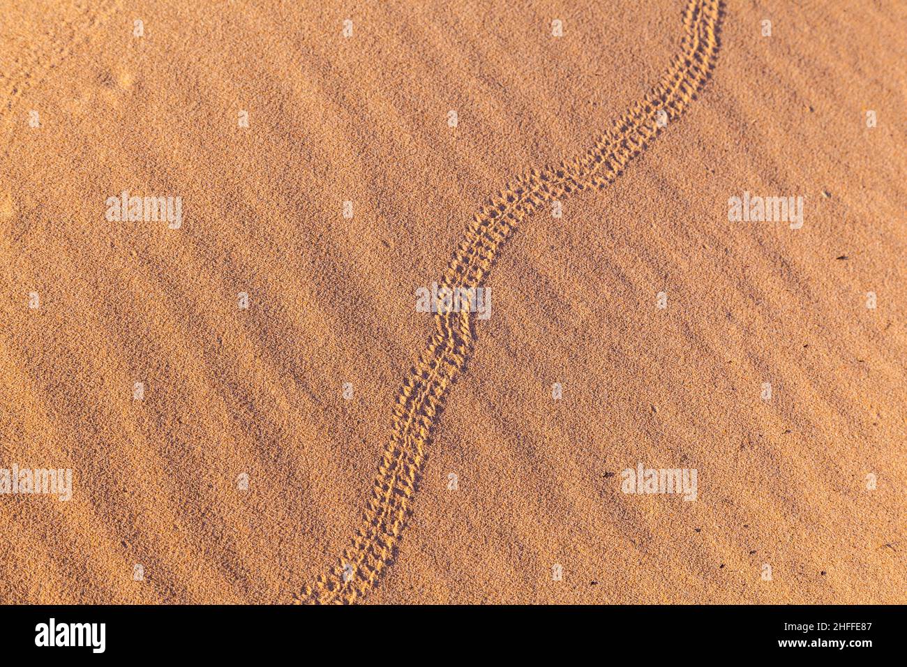 mark of snake in sand dune in the desert Stock Photo - Alamy