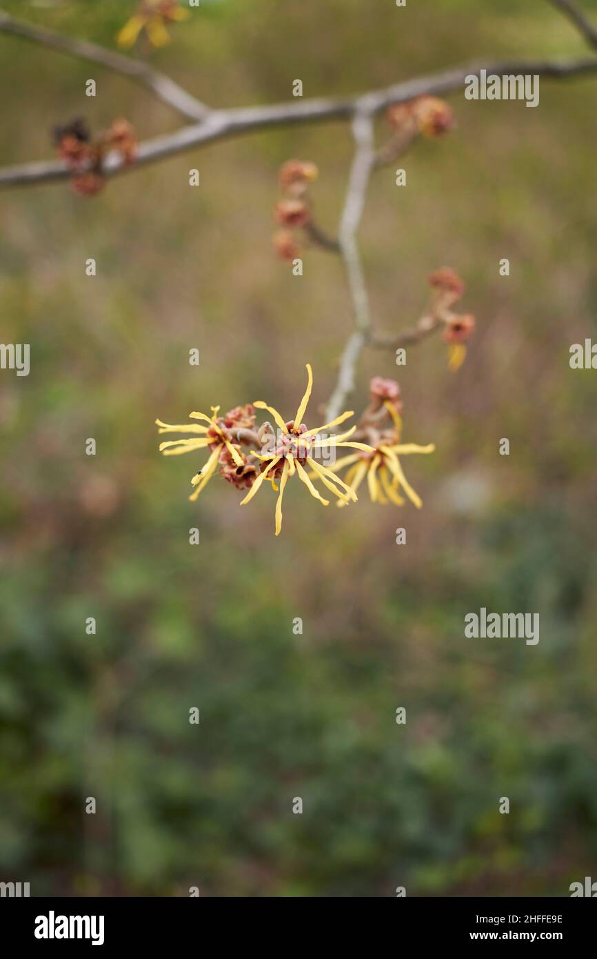 Hamamelis virginiana in bloom Stock Photo - Alamy