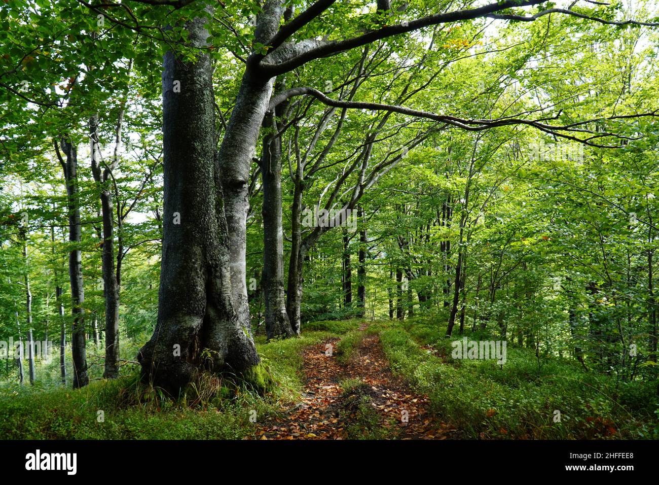 Forest path with beech trees hi-res stock photography and images - Alamy