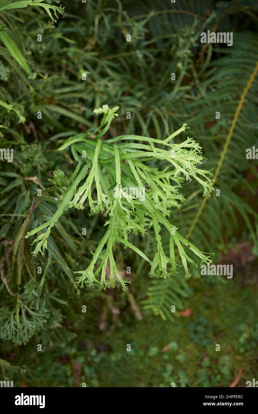 Pteris cretica textured leaves Stock Photo - Alamy