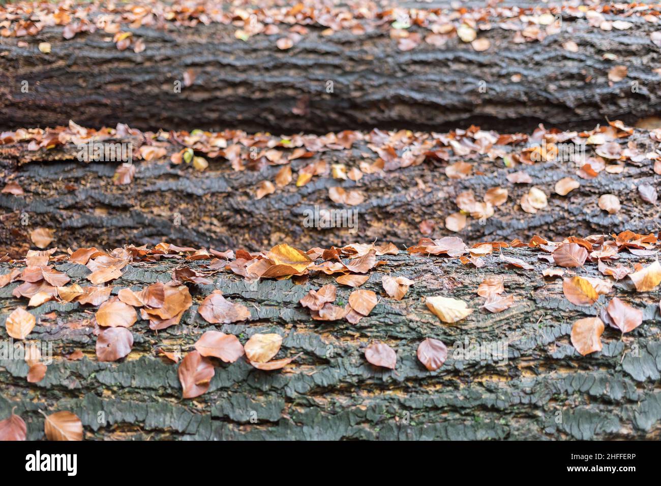 autumn leaves on lying tree trunks Stock Photo - Alamy