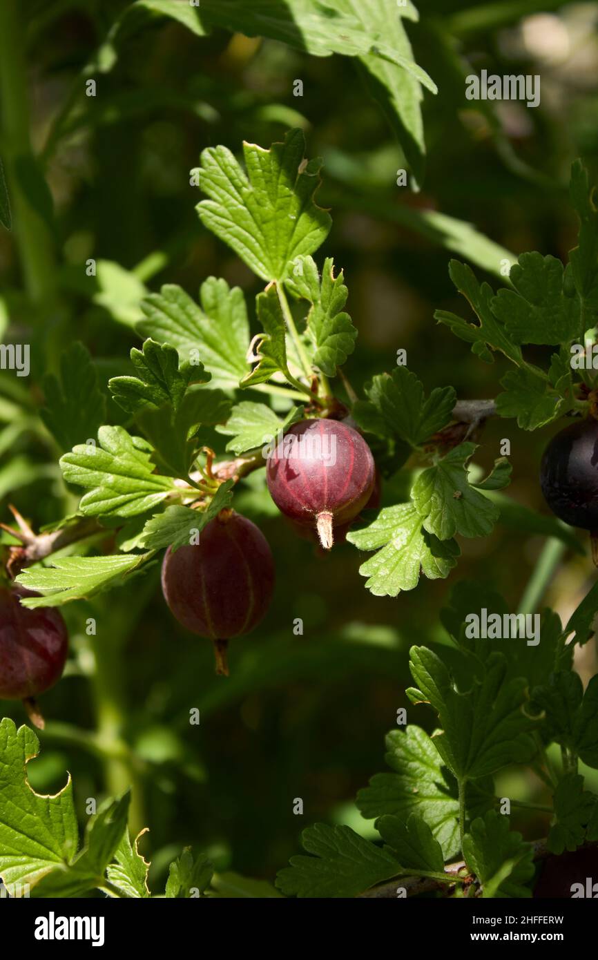 Ribes uva crispa fresh ripe fruit Stock Photo - Alamy